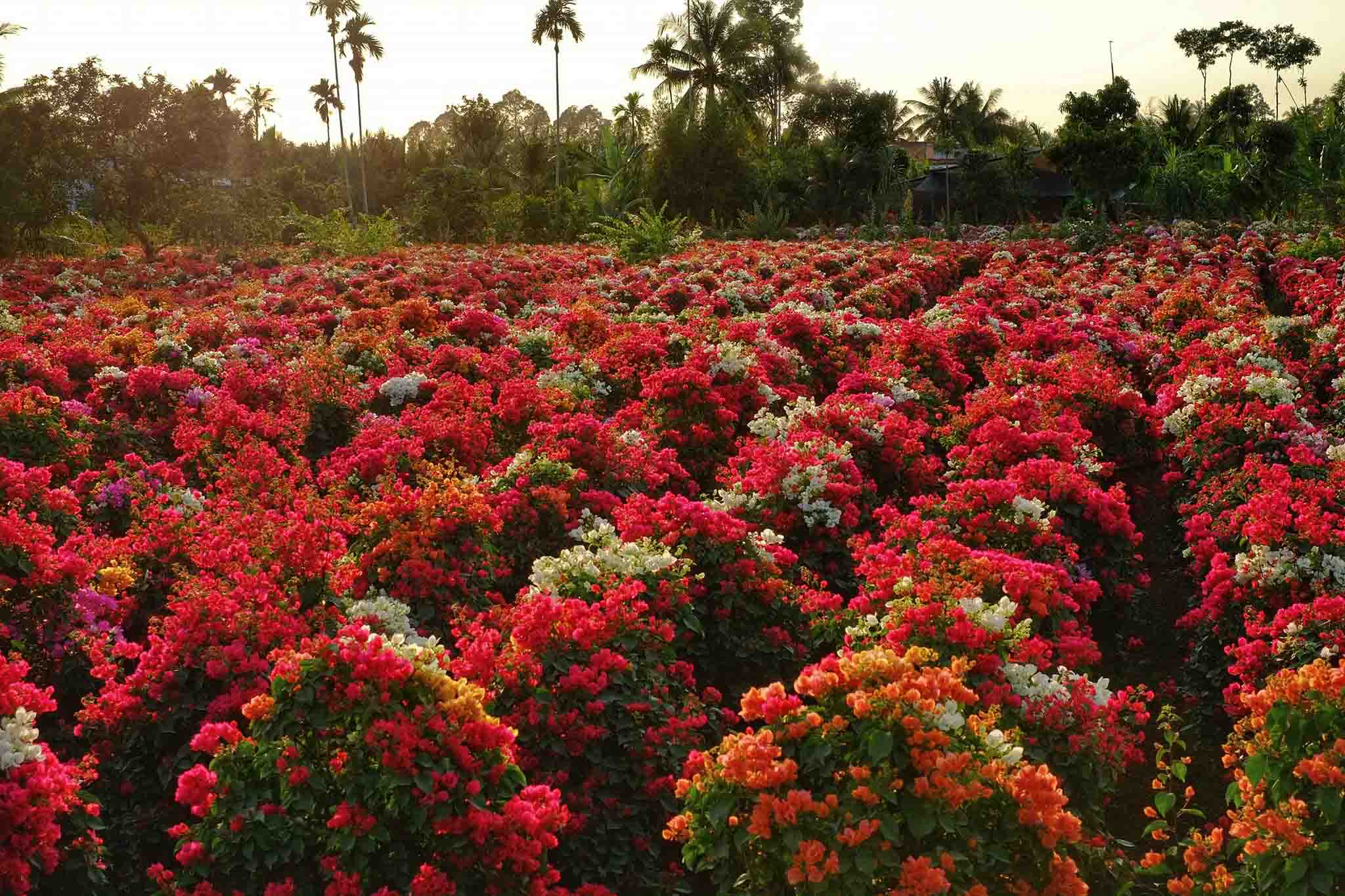 Làng hoa giấy Bến Tre - BEN TRE LOGISTICS